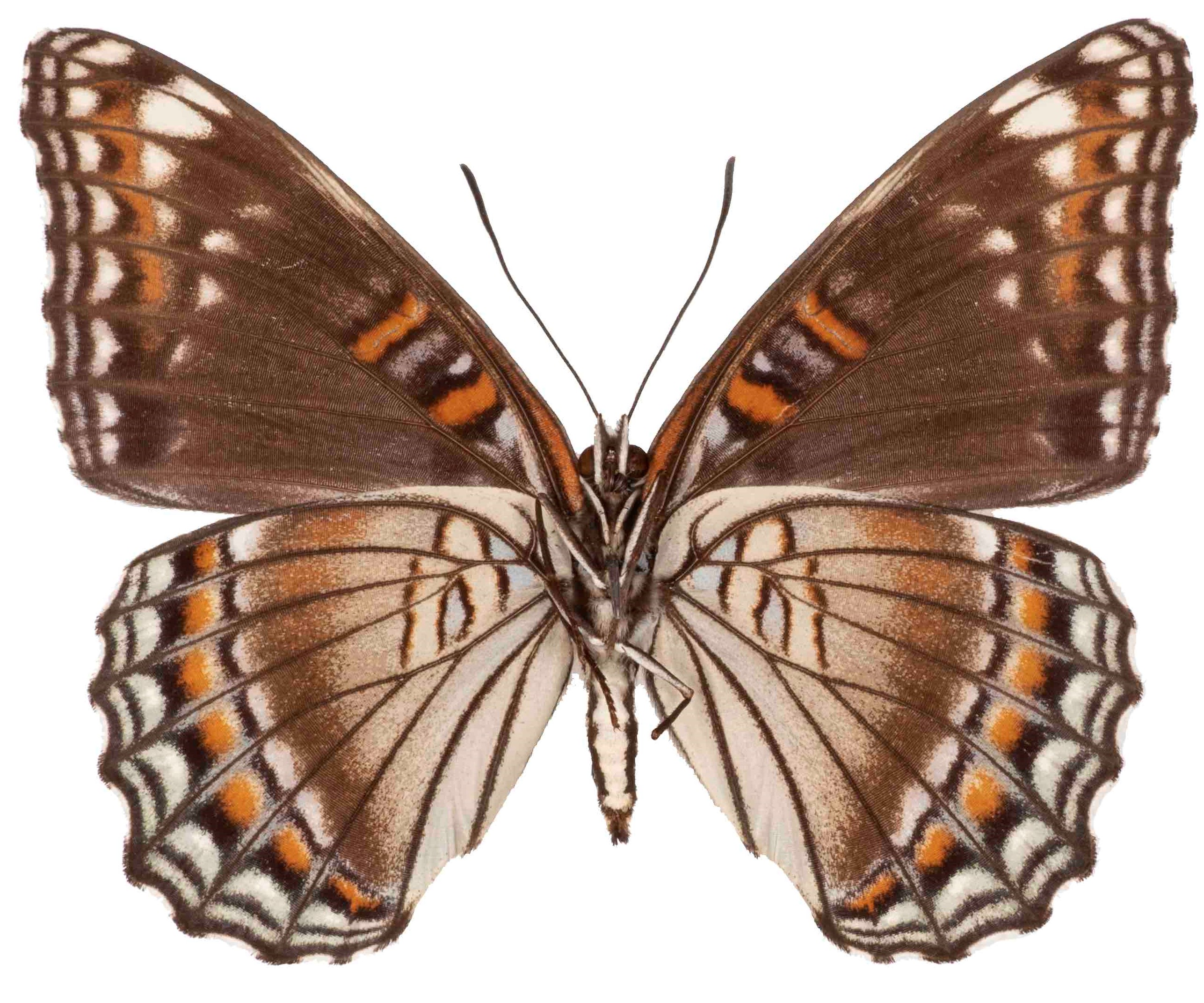 The Niobrara Valley Preserve’s Hybrid Butterflies – Nebraska ...