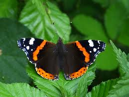 2020 Niobrara Valley Preserve Butterfly Count Results – Nebraska ...
