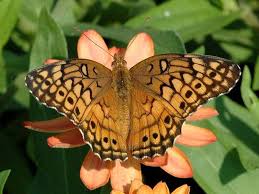 2020 Niobrara Valley Preserve Butterfly Count Results – Nebraska ...