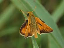 Niobrara Valley Preserve Skipper Hunt – Nebraska Lepidoptera: A Guide ...