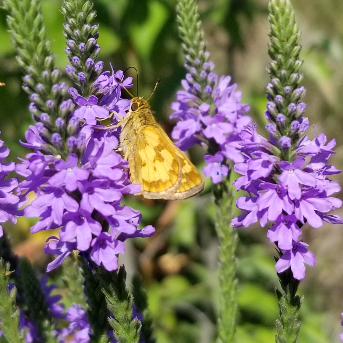 Let’s Tag Some Monarchs – Nebraska Lepidoptera: A Guide to Nebraska ...