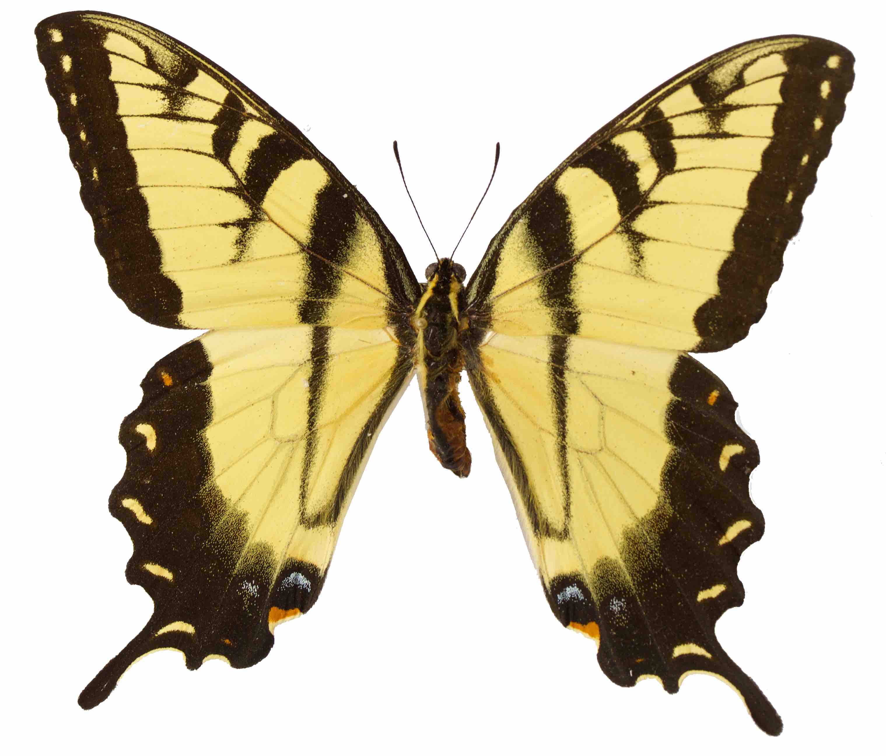 Nebraska Butterflies & Skippers List – Nebraska Lepidoptera: A Guide to ...