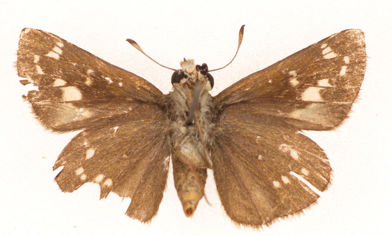 hesperia-attalus-female-ventral-2 – Nebraska Lepidoptera: A Guide to ...