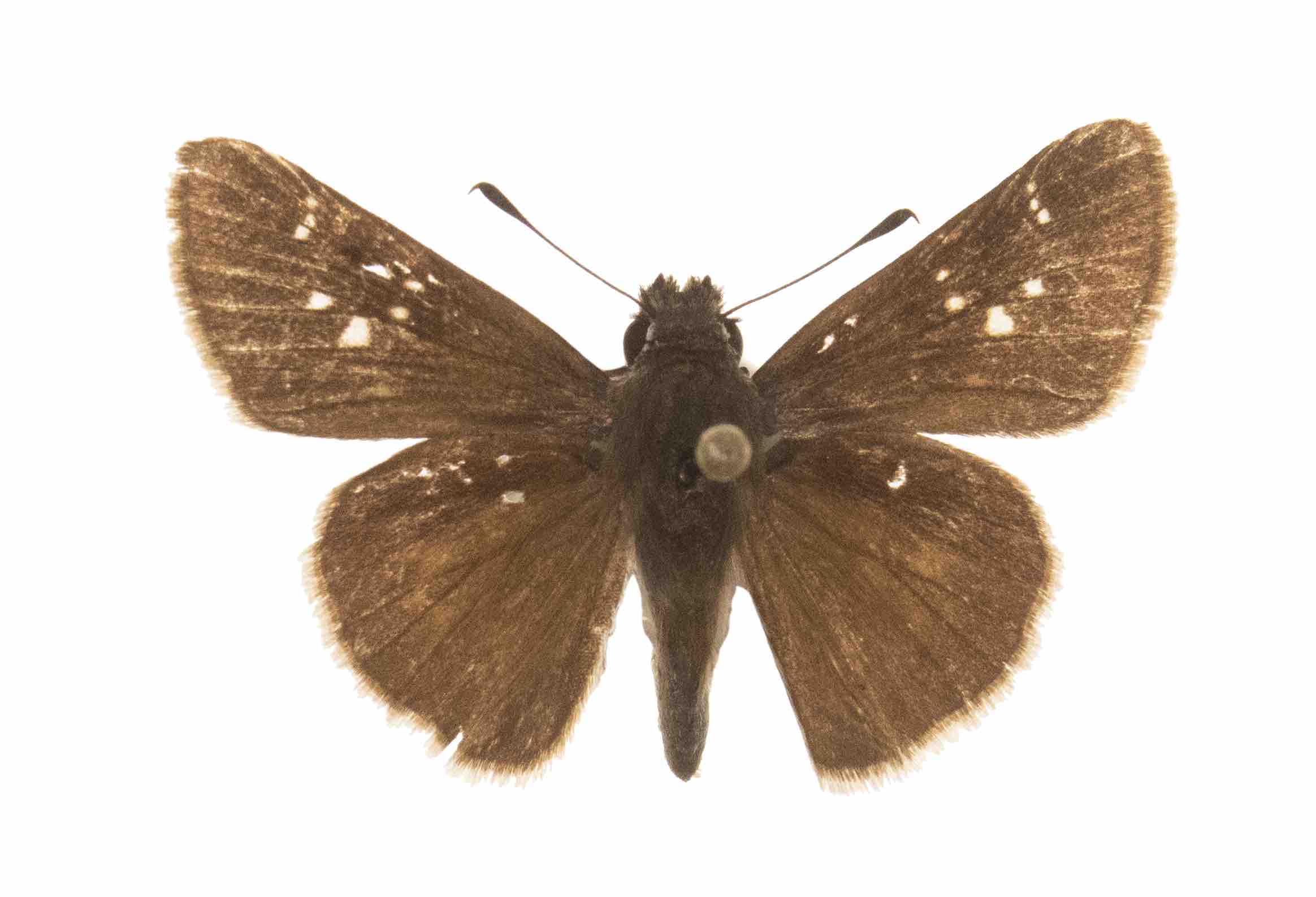 Nebraska Butterflies & Skippers List – Nebraska Lepidoptera: A Guide to ...