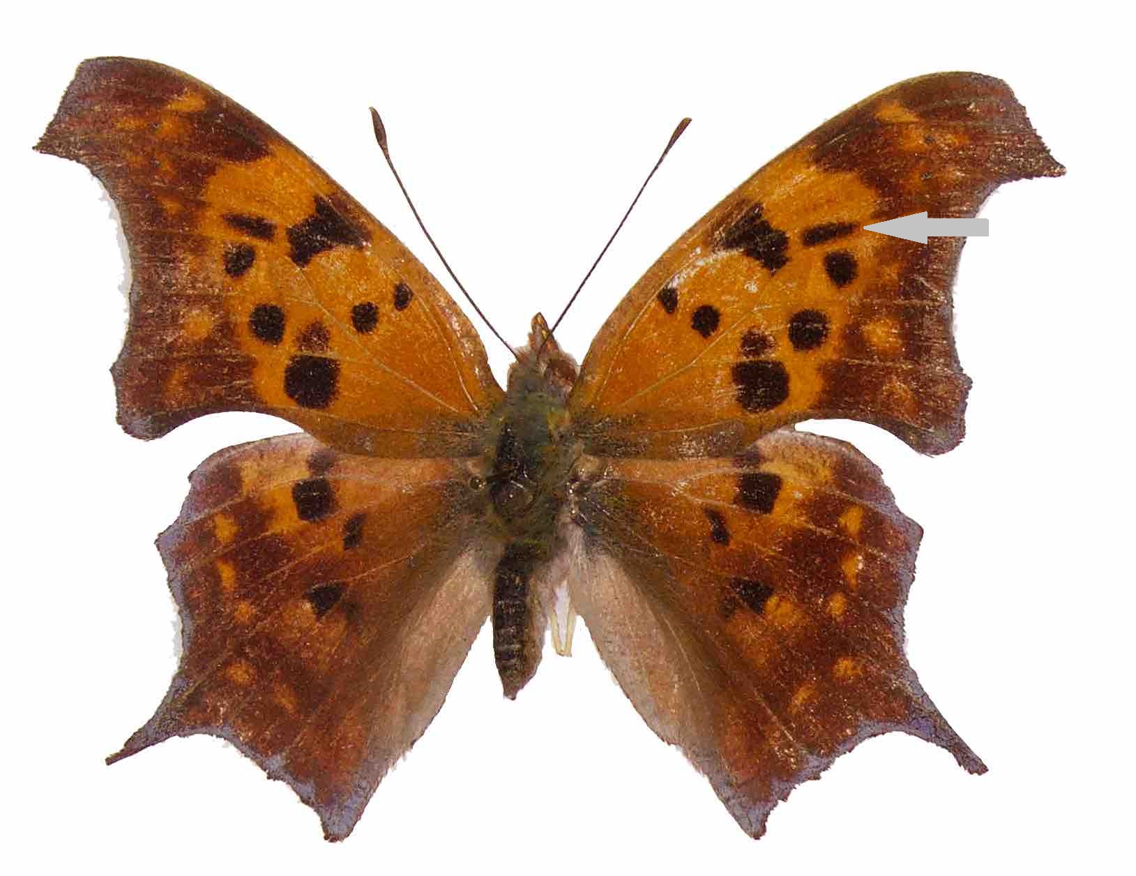 2 – Nebraska Lepidoptera: A Guide to Nebraska Butterflies and Moths