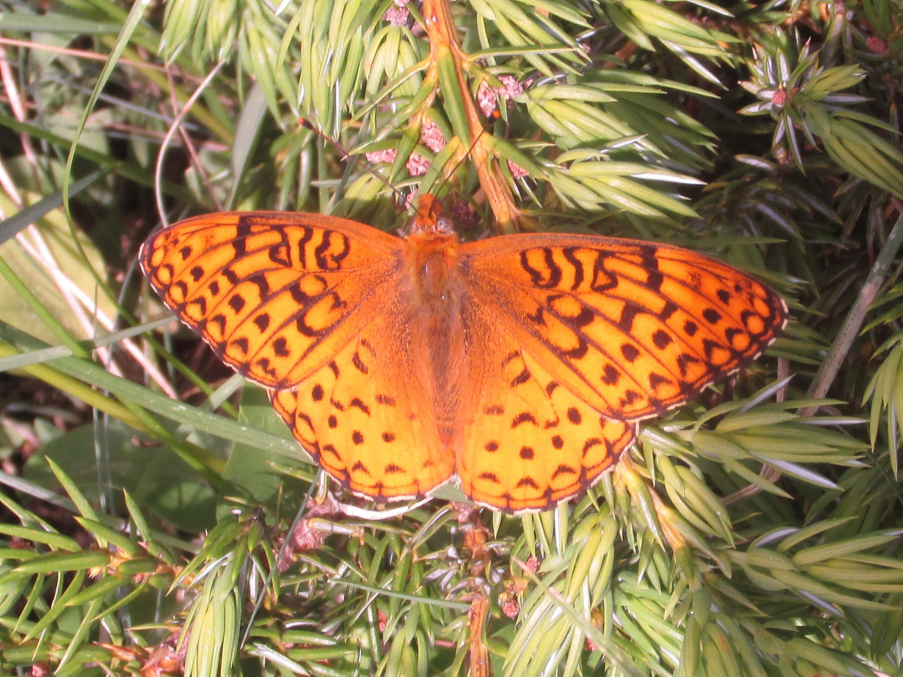Species Page: Callippe Fritillary (Argynnis callippe) – Nebraska ...
