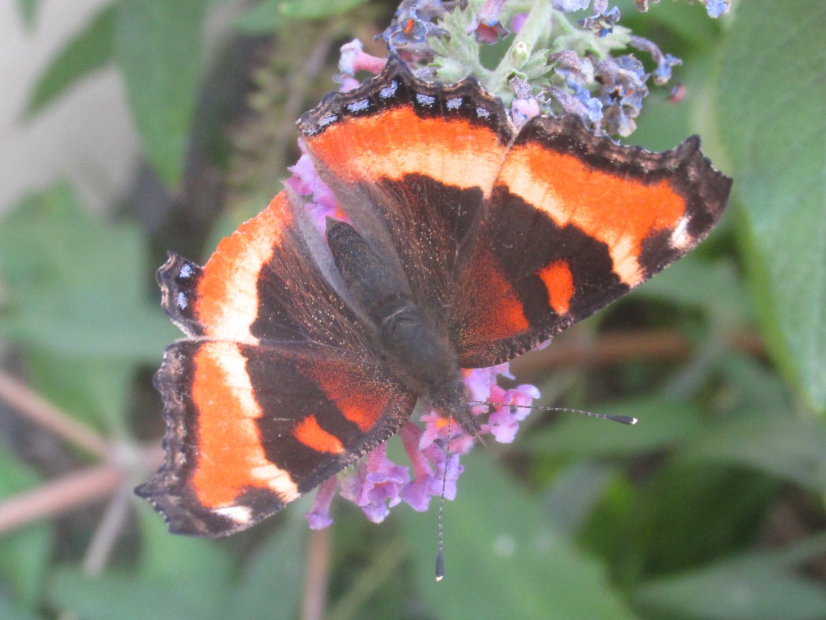 Species Page: Milbert’s Tortoise Shell (Aglais milberti) – Nebraska ...