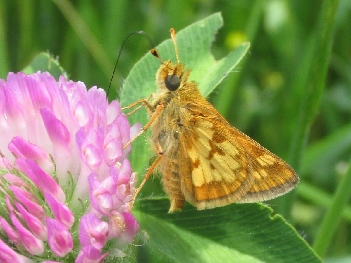 Species Page: Peck’s Skipper (Polites peckius) – Nebraska Lepidoptera ...