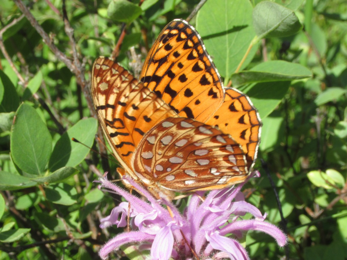 Brust2-4 – Nebraska Lepidoptera: A Guide to Nebraska Butterflies and Moths