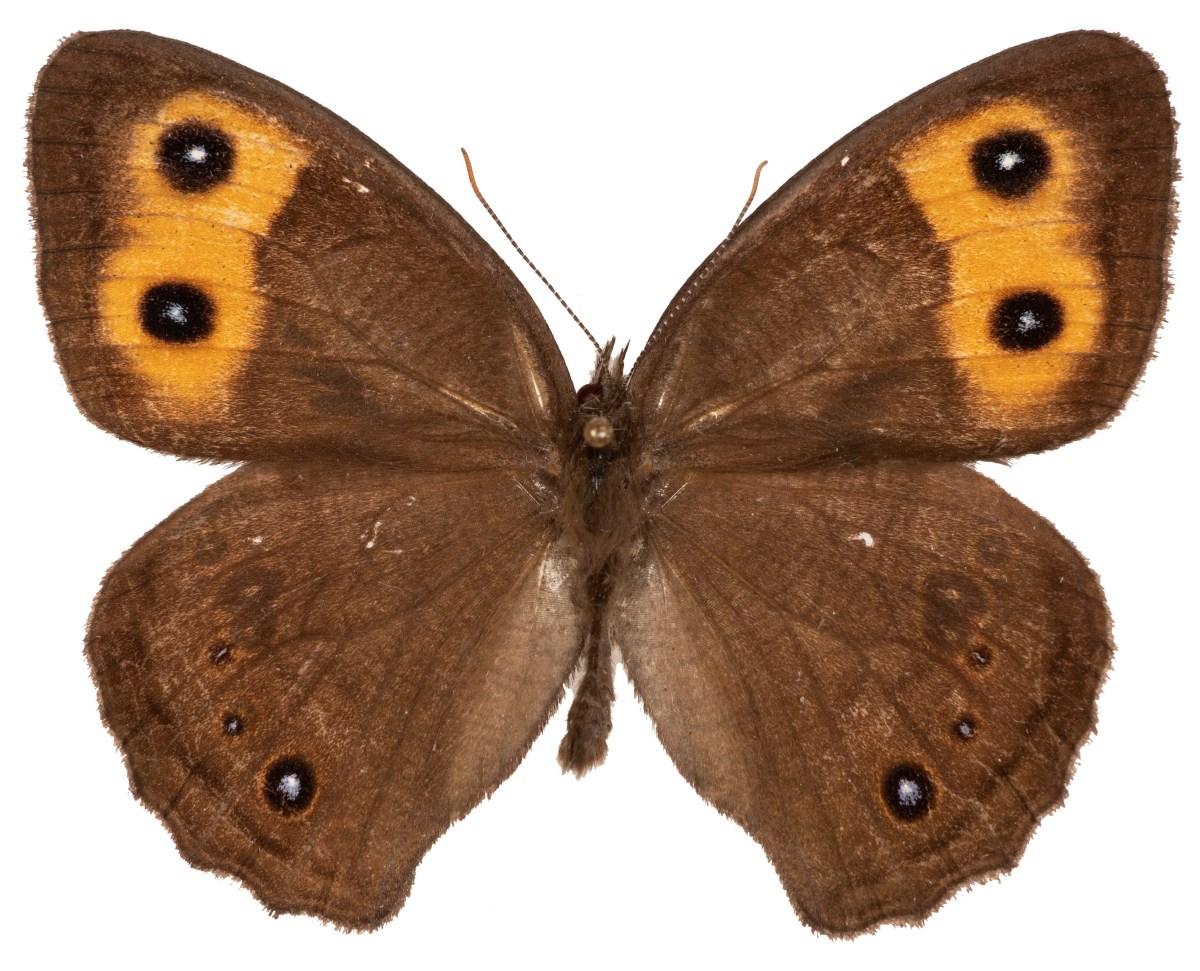 Deciphering Butterflies: Wood Nymphs – Nebraska Lepidoptera: A Guide to ...