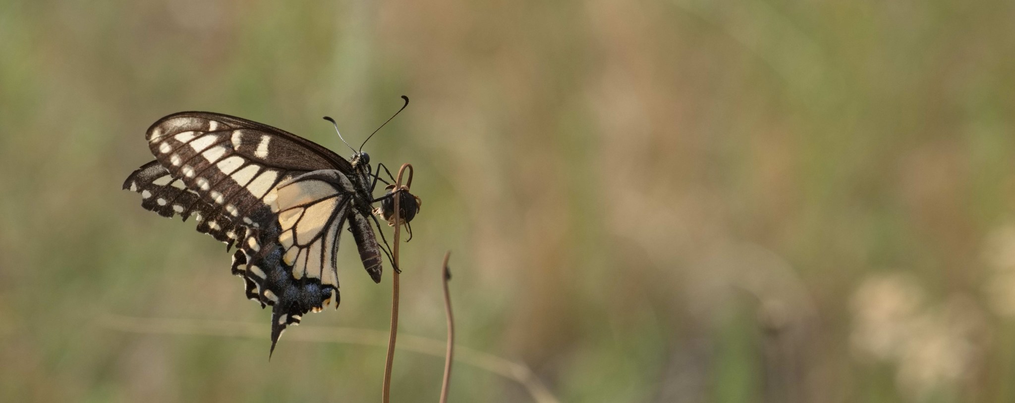 Nebraska Lepidoptera: A Guide to Nebraska Butterflies and Moths ...