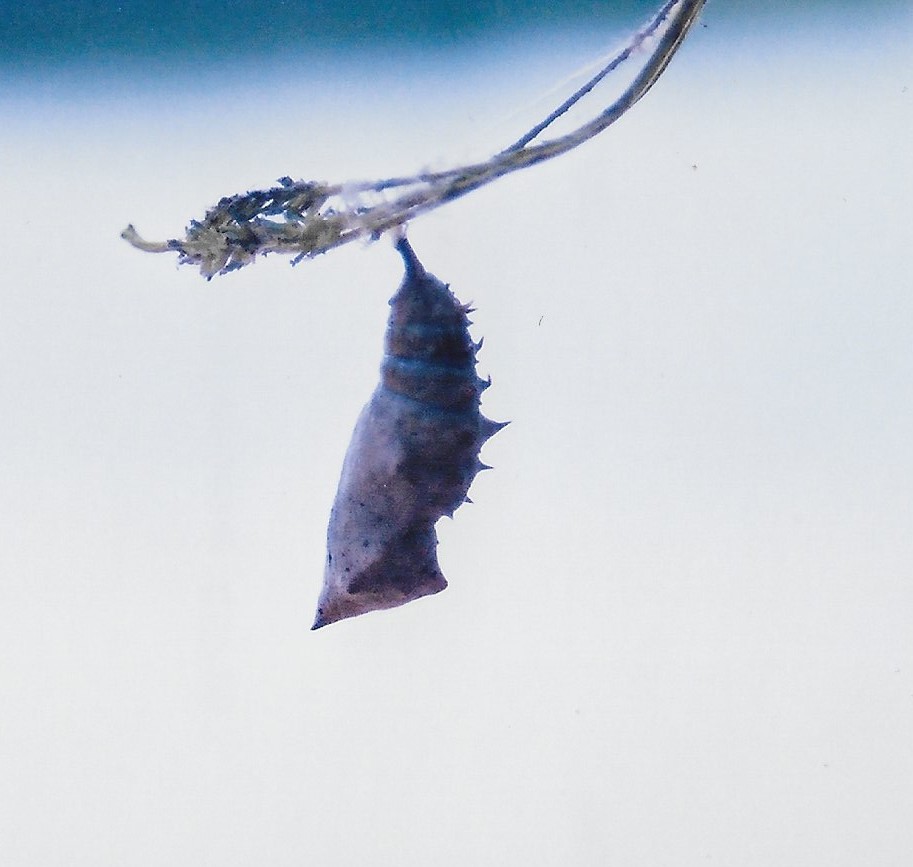 Nymphalis-antiopa-pupa – Nebraska Lepidoptera: A Guide to Nebraska ...