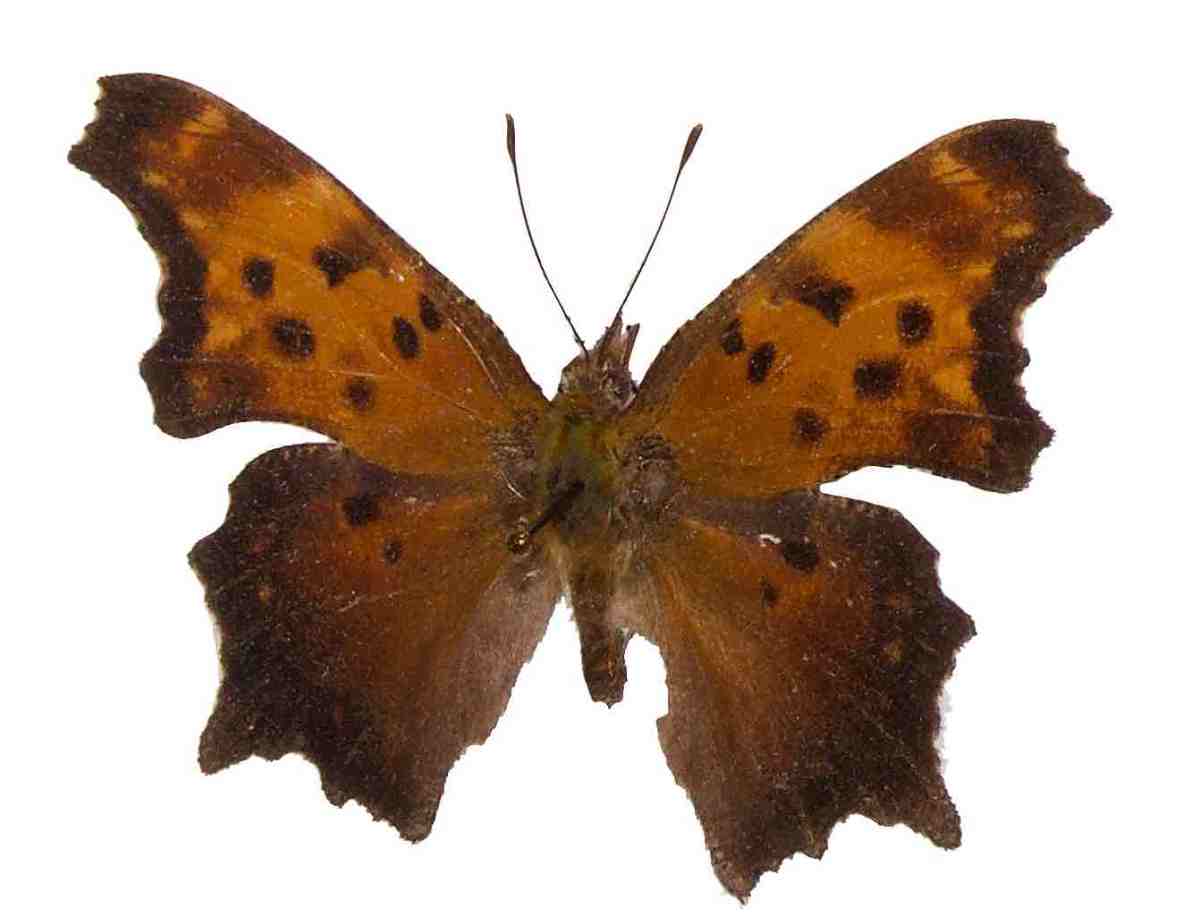 Species Page: Gray Comma (Polygonia progne) – Nebraska Lepidoptera: A ...
