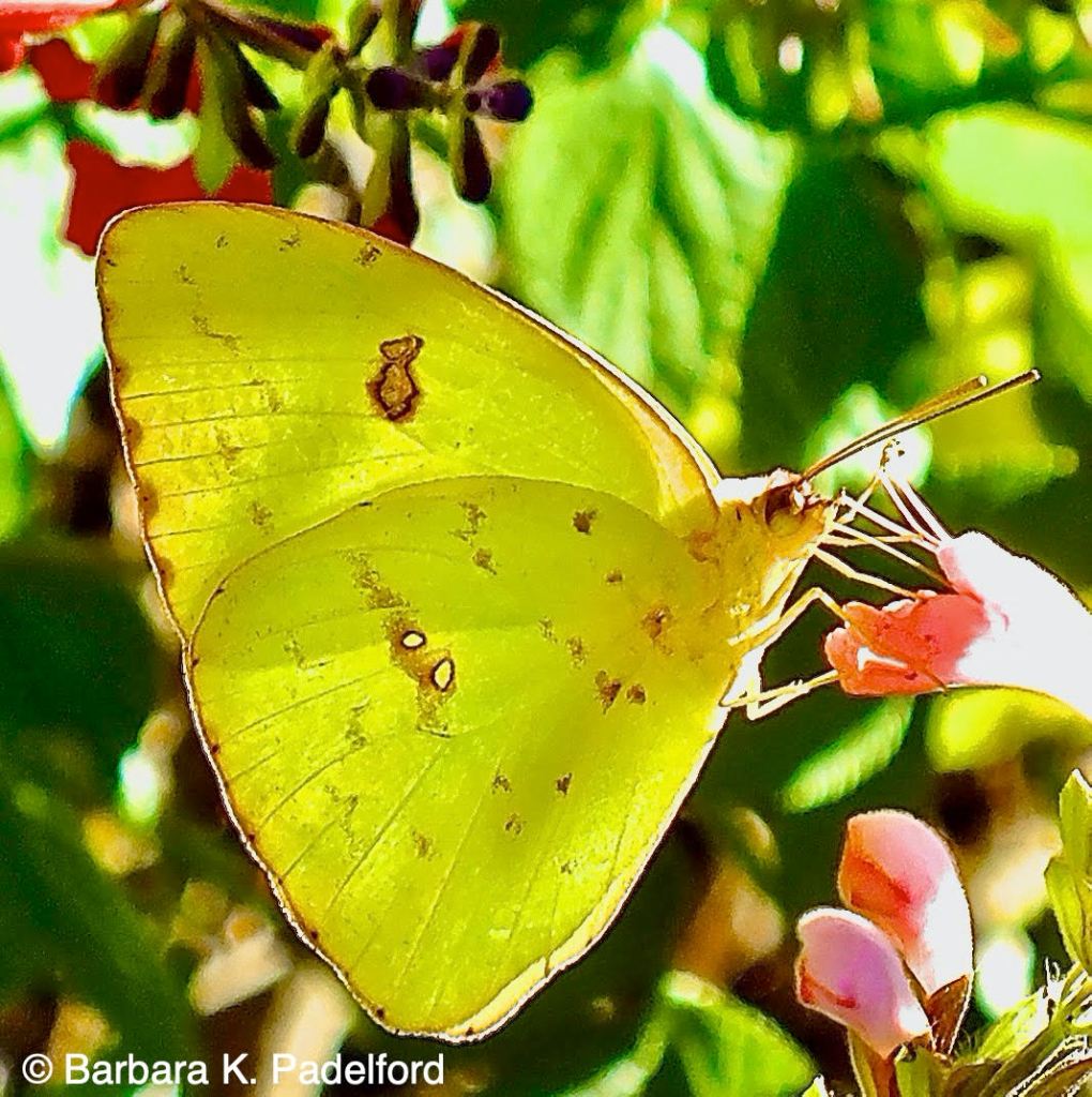 our yard, BP, female – Nebraska Lepidoptera: A Guide to Nebraska ...
