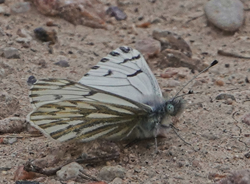 Spring White – Nebraska Lepidoptera: A Guide to Nebraska Butterflies ...