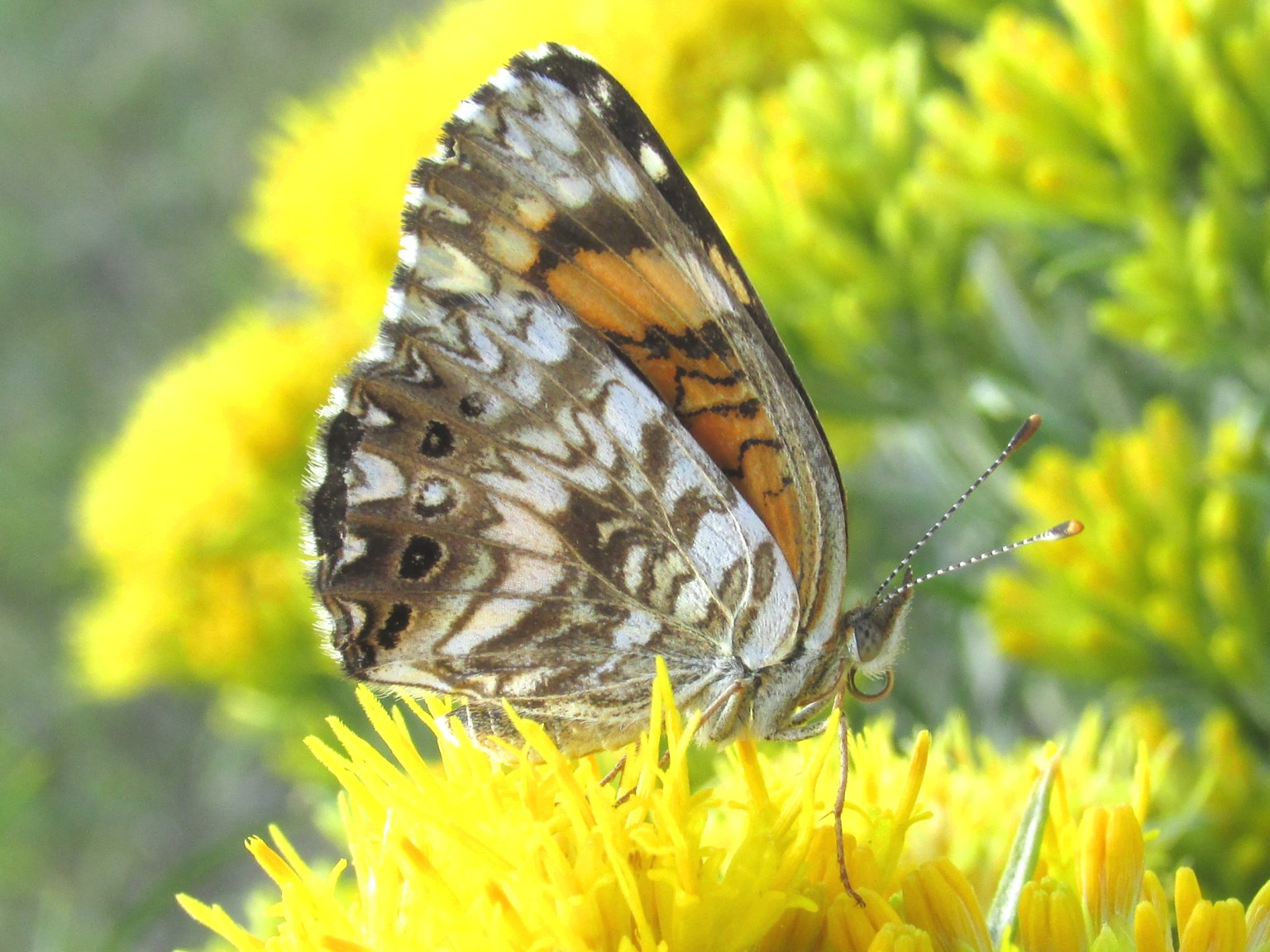 Species Page: Gorgone Checkerspot (Chlosyne gorgone) – Nebraska ...