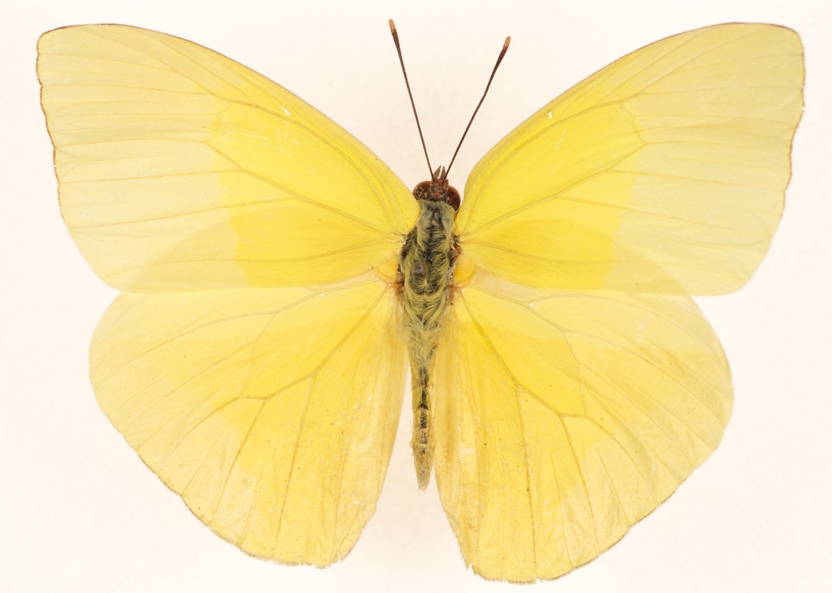 Nebraska Butterflies & Skippers List – Nebraska Lepidoptera: A Guide to ...