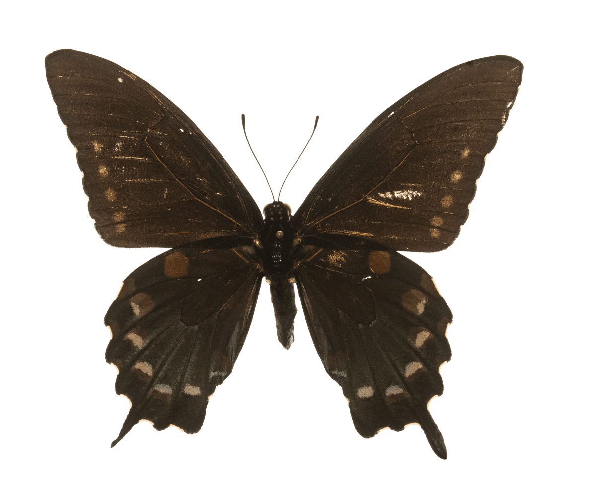 Nebraska Butterflies & Skippers List – Nebraska Lepidoptera: A Guide to ...