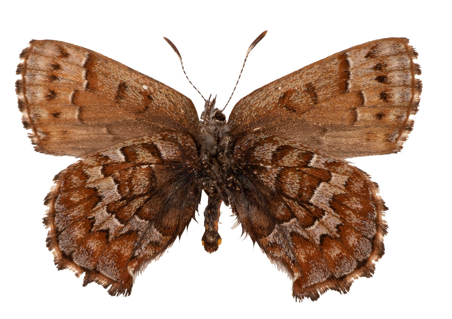 Species Page: Eastern Pine Elfin (Callophrys niphon) – Nebraska ...