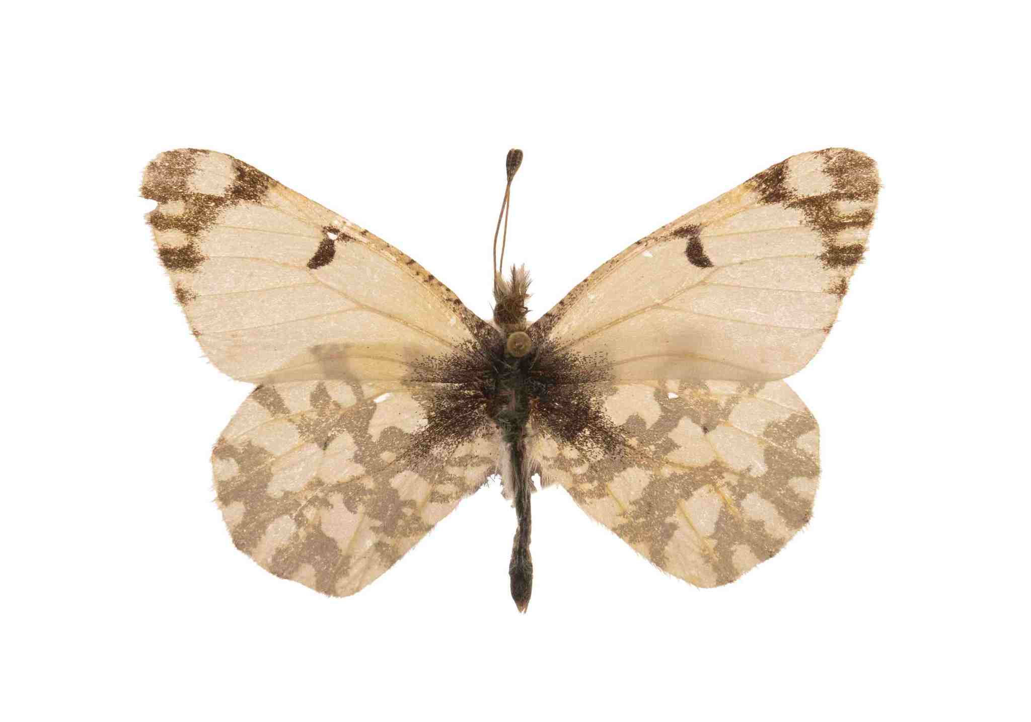 Nebraska Butterflies & Skippers List – Nebraska Lepidoptera: A Guide to ...