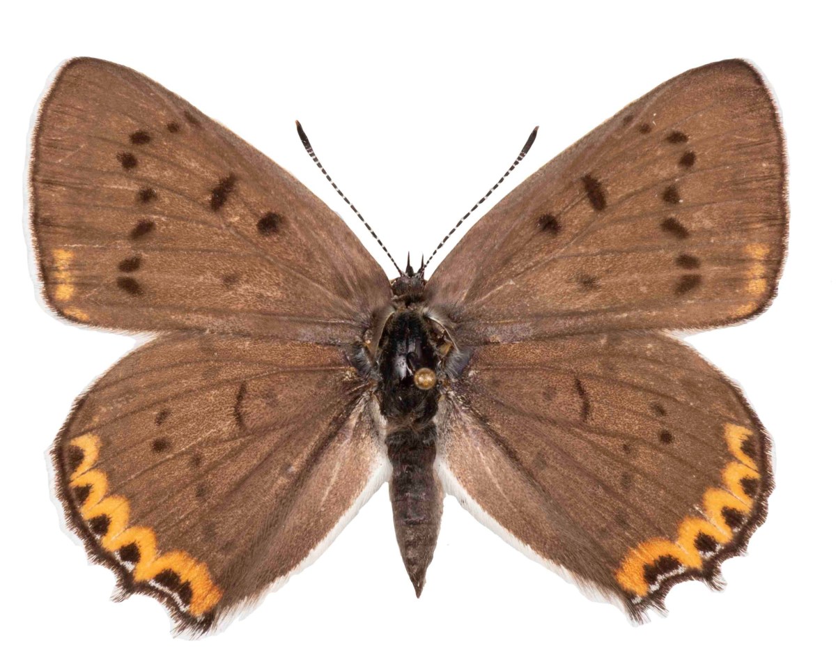 Nebraska Butterflies & Skippers List – Nebraska Lepidoptera: A Guide to ...