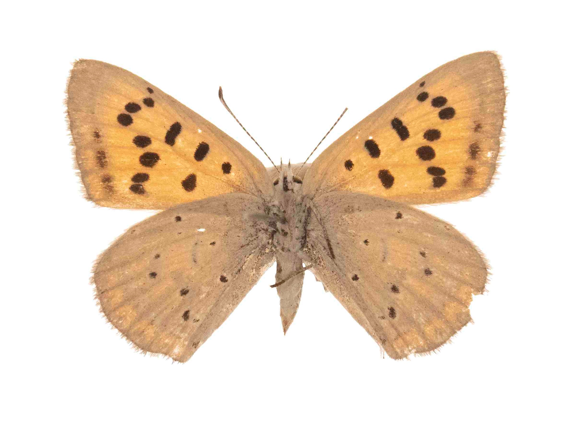Species Page: Ruddy Copper (Tharsalea rubida) – Nebraska Lepidoptera: A ...