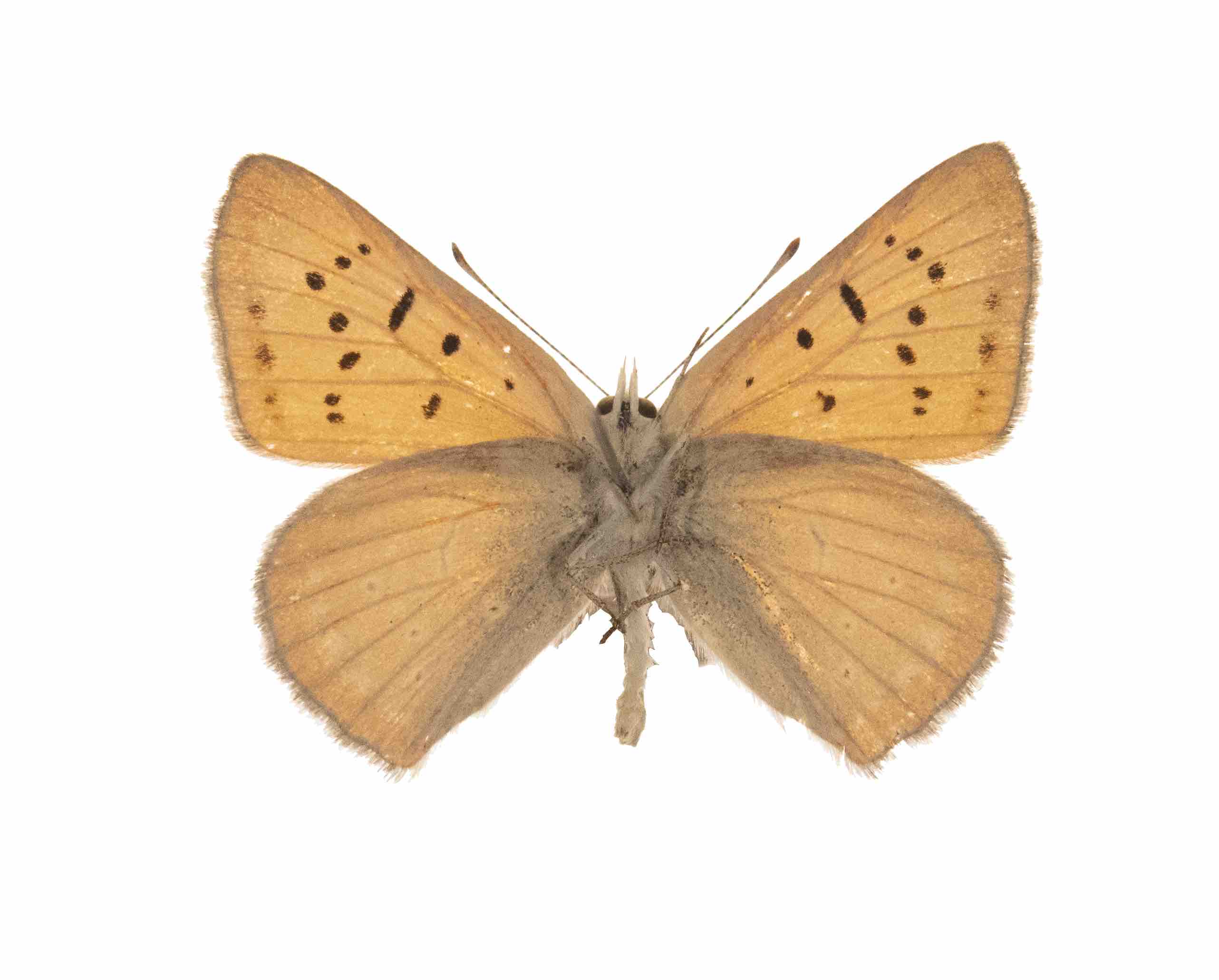 Species Page: Ruddy Copper (Tharsalea rubida) – Nebraska Lepidoptera: A ...