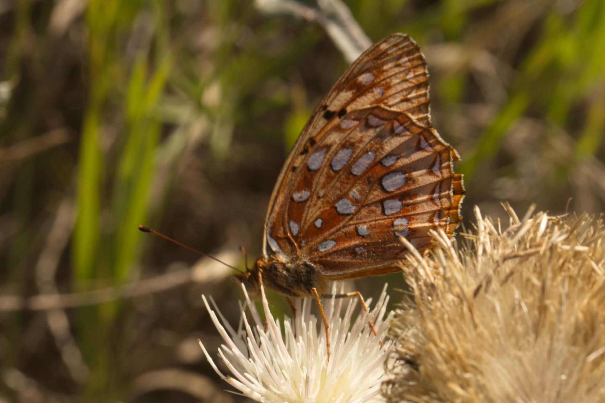 Species Page: Aphrodite Fritillary (Argynnis aphrodite) – Nebraska ...