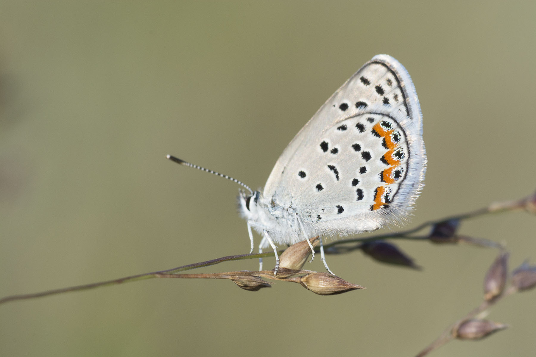 Species Page: Lupine Blue (Icaricia lupini) – Nebraska Lepidoptera: A ...