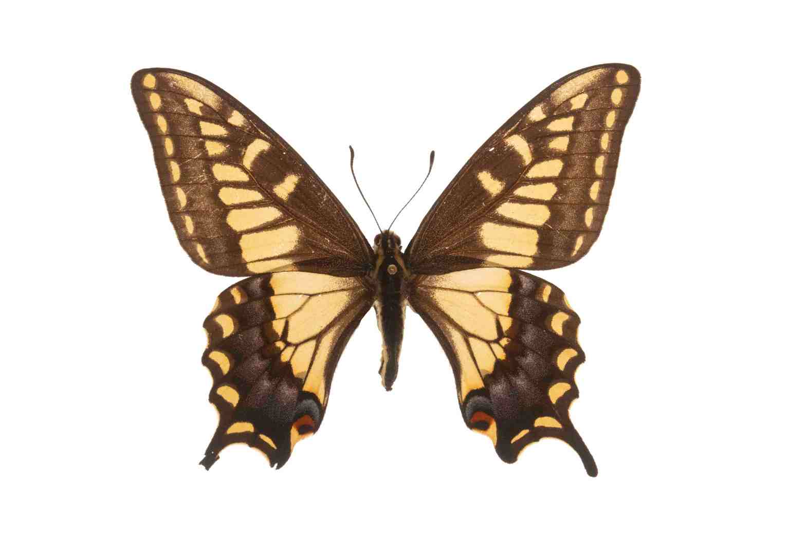 Deciphering Butterflies: Yellow Swallowtails – Nebraska Lepidoptera: A ...