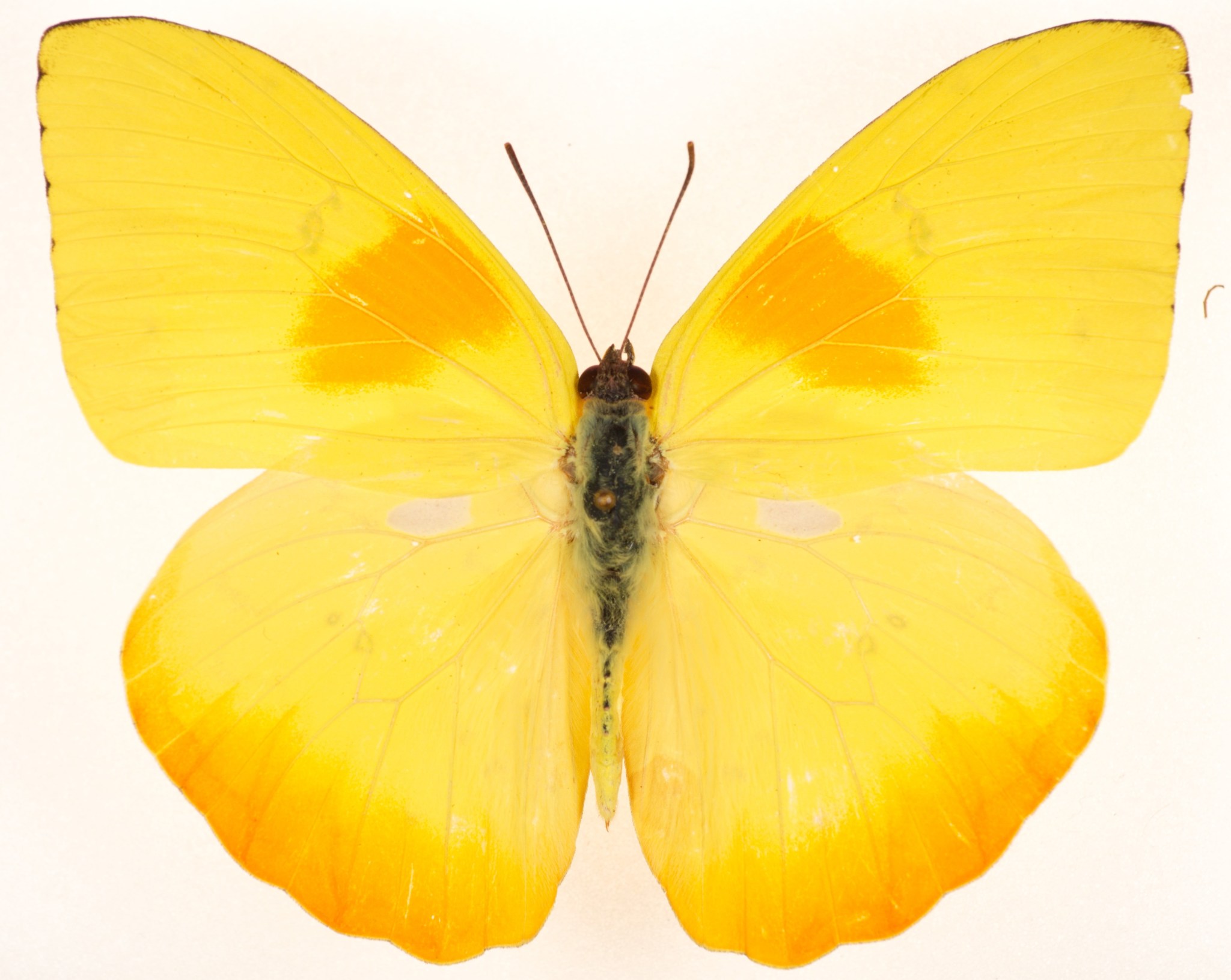 Nebraska Butterflies & Skippers List – Nebraska Lepidoptera: A Guide to ...