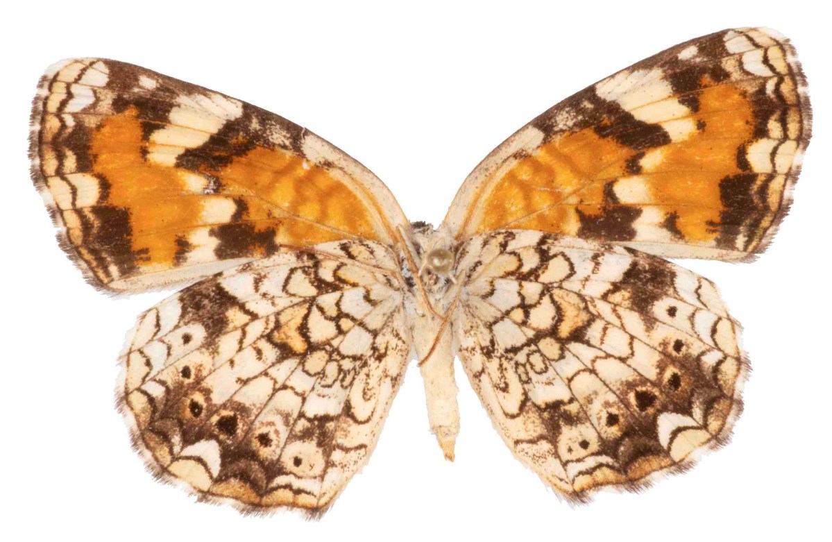 Deciphering Butterflies: Crescents – Nebraska Lepidoptera: A Guide to ...