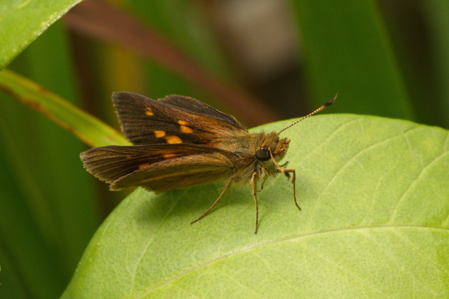 Deciphering Butterflies – Nebraska Lepidoptera: A Guide to Nebraska ...