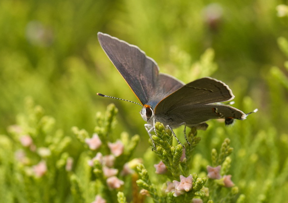 Nebraska Butterflies & Skippers List – Nebraska Lepidoptera: A Guide to ...