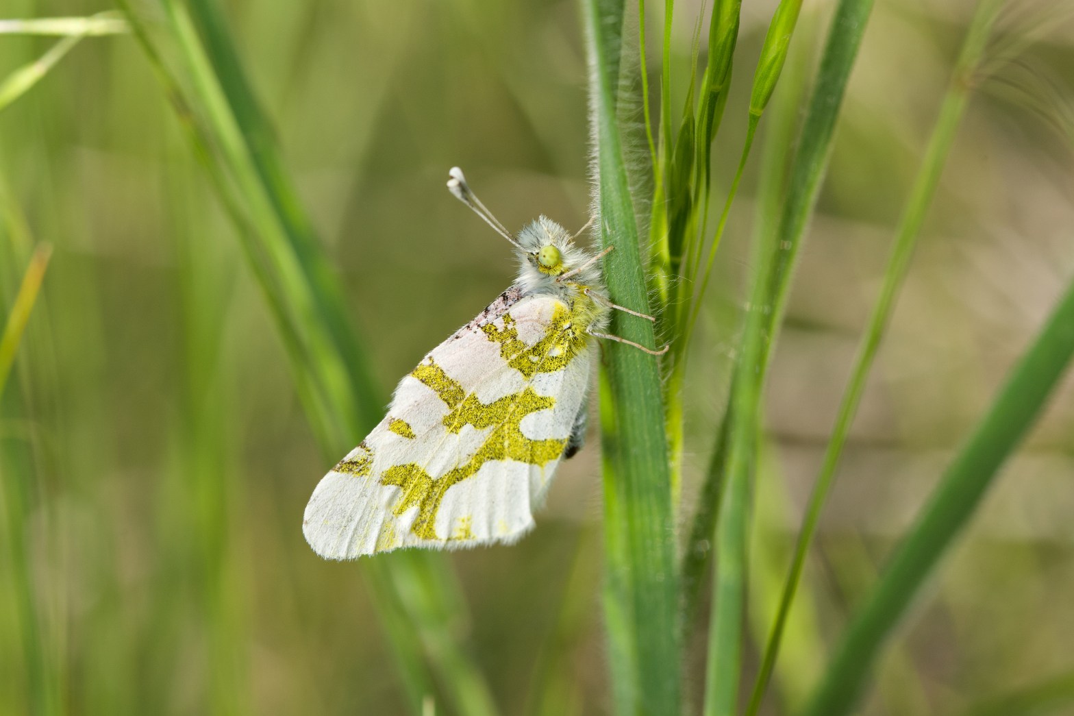 Species Page: Olympia Marble (Euchloe olympia) – Nebraska Lepidoptera ...