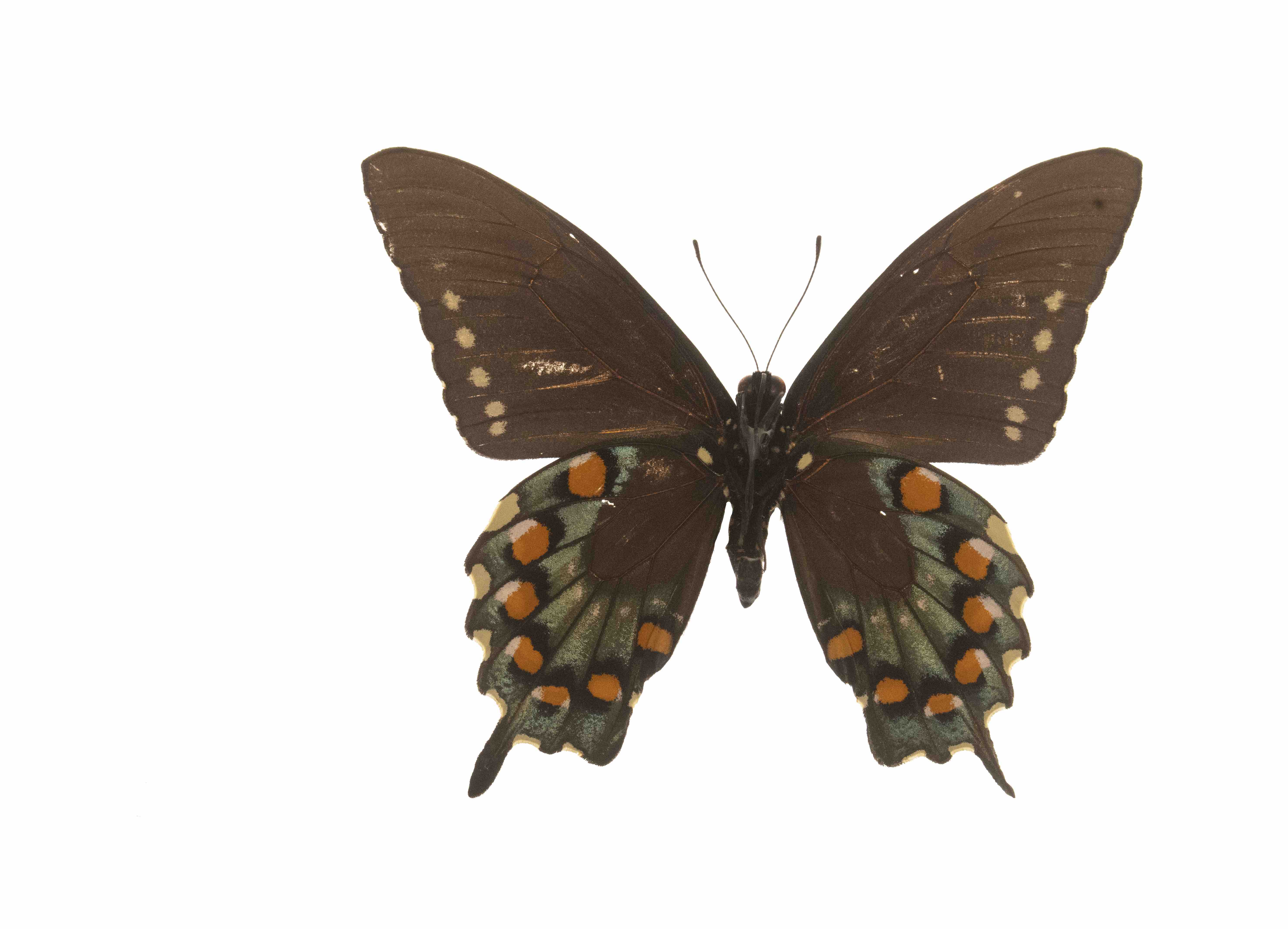 Battus-philenor-v – Nebraska Lepidoptera: A Guide to Nebraska Butterflies and Moths