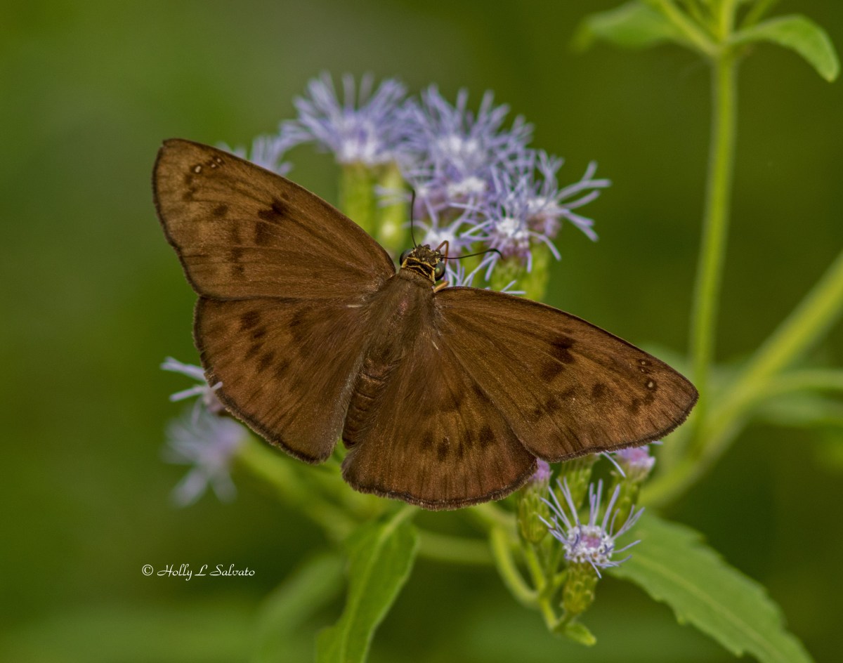 Species Page: Hermit (Grais stigmaticus) – Nebraska Lepidoptera: A ...