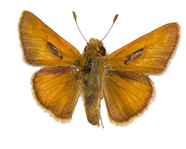 Hesperia-ottoe-Male-Dorsal – Nebraska Lepidoptera: A Guide to Nebraska ...