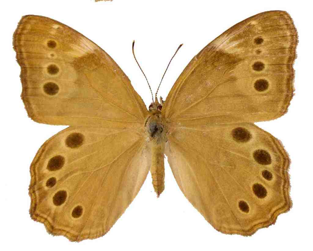 Lethe-anthedon-Male-Dorsal – Nebraska Lepidoptera: A Guide to Nebraska ...