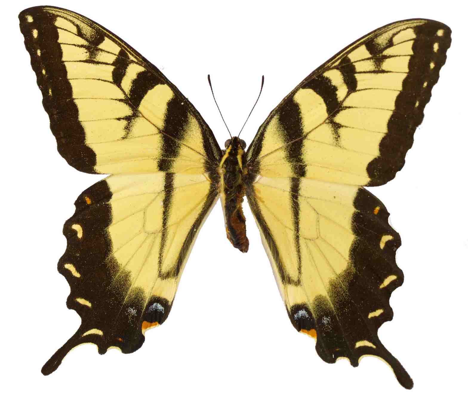 Deciphering Butterflies: Yellow Swallowtails – Nebraska Lepidoptera: A ...