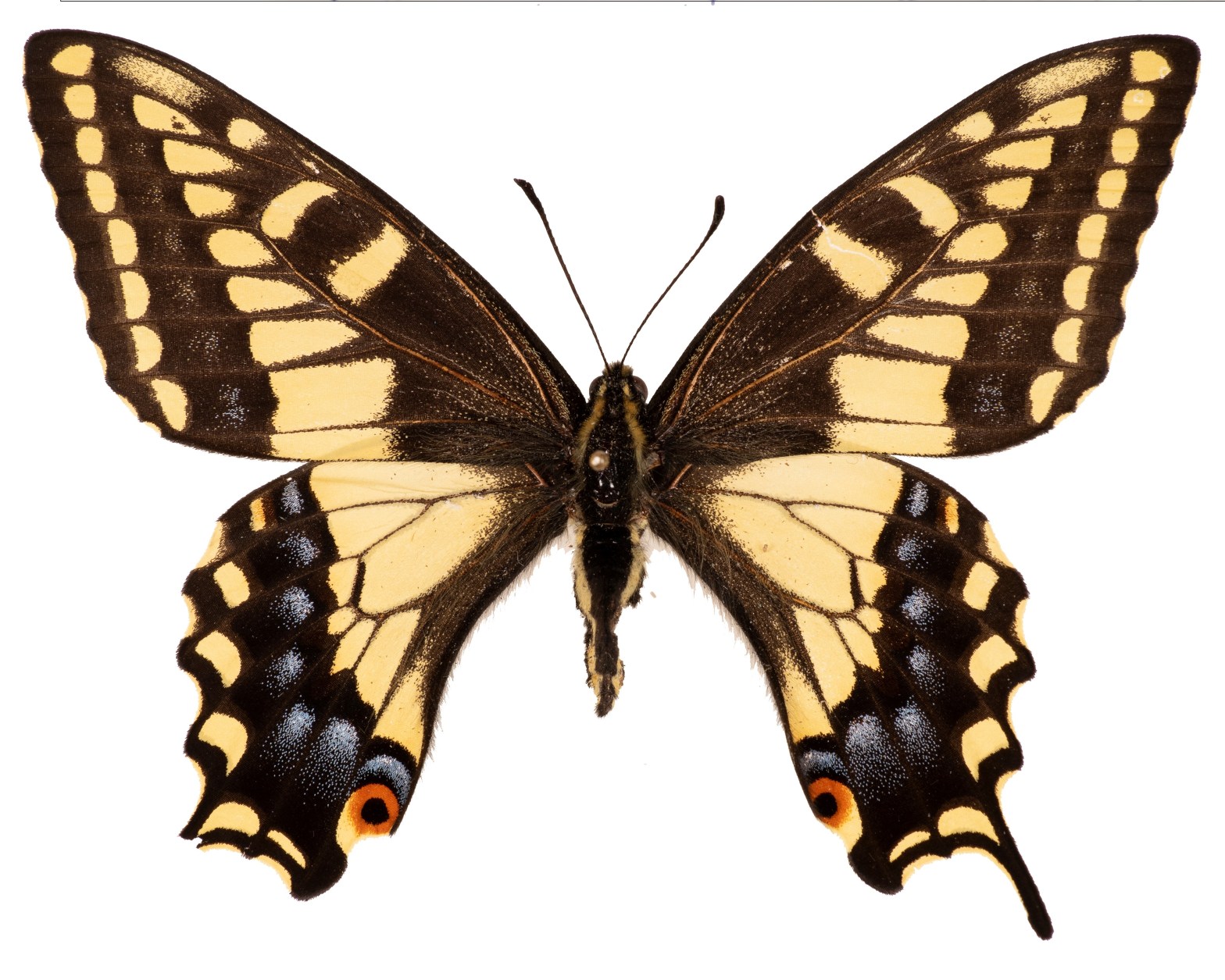 Deciphering Butterflies: Yellow Swallowtails – Nebraska Lepidoptera: A ...