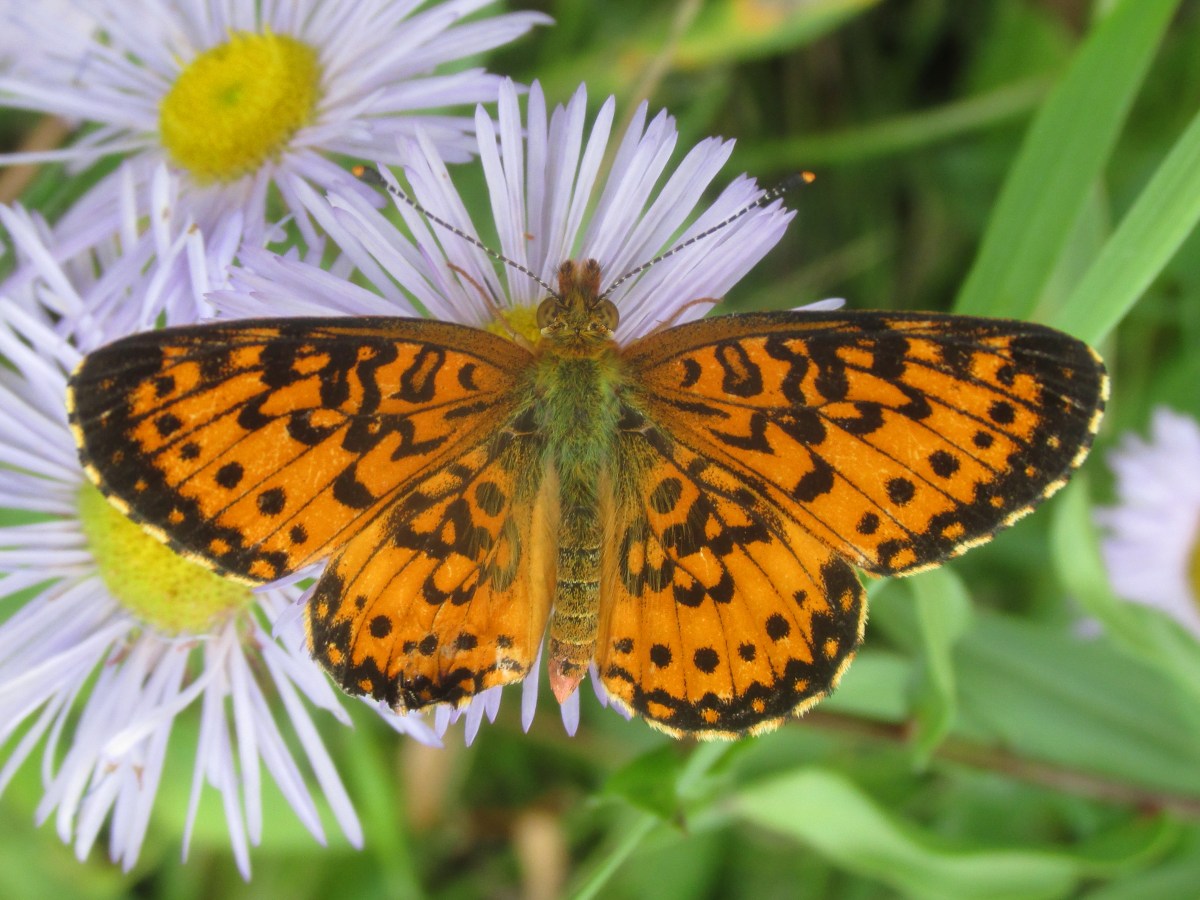 Burwell Pond NE of Burwell – Nebraska Lepidoptera: A Guide to Nebraska ...