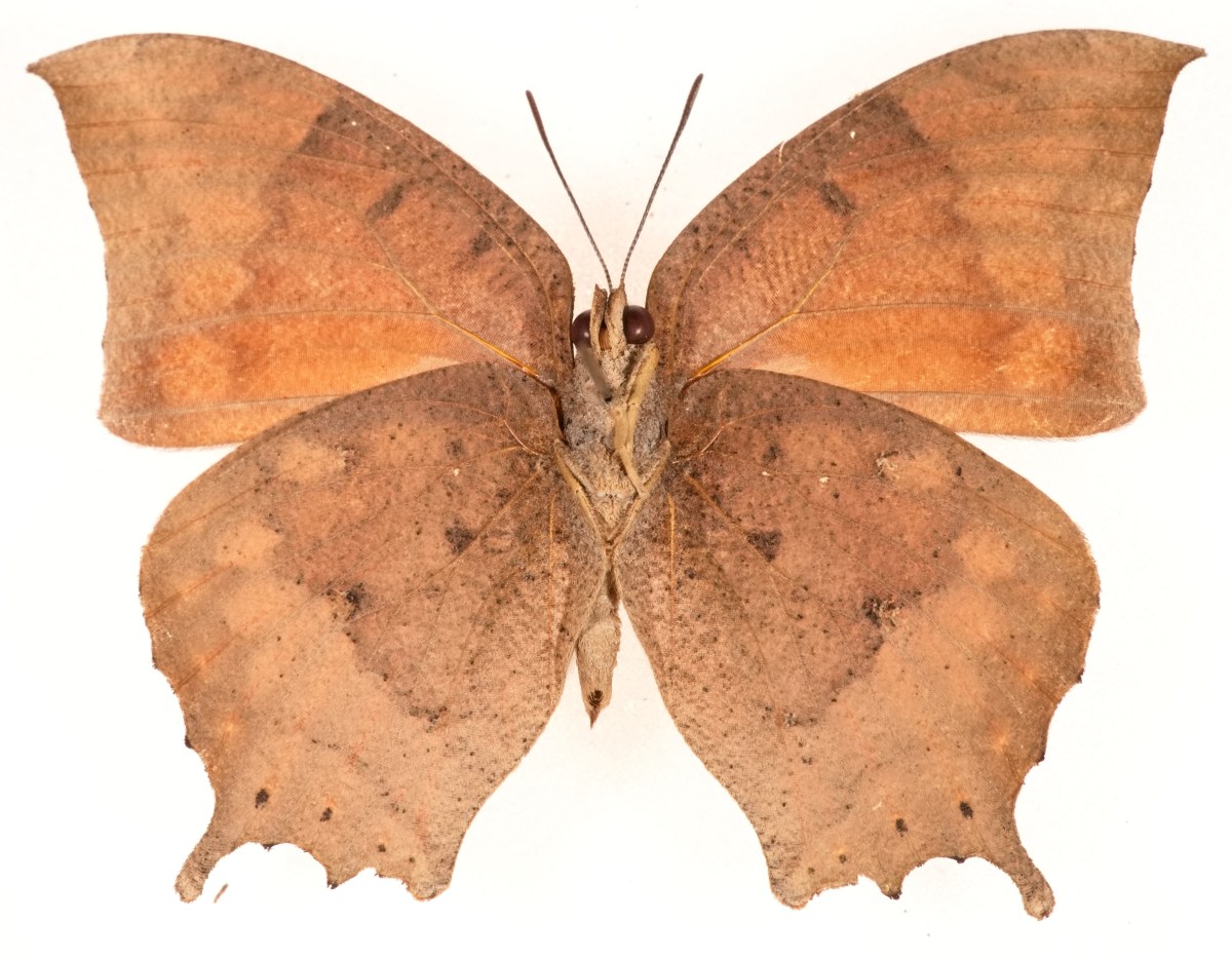 Species Page: Tropical Leafwing (Anaea aidea) – Nebraska Lepidoptera: A ...