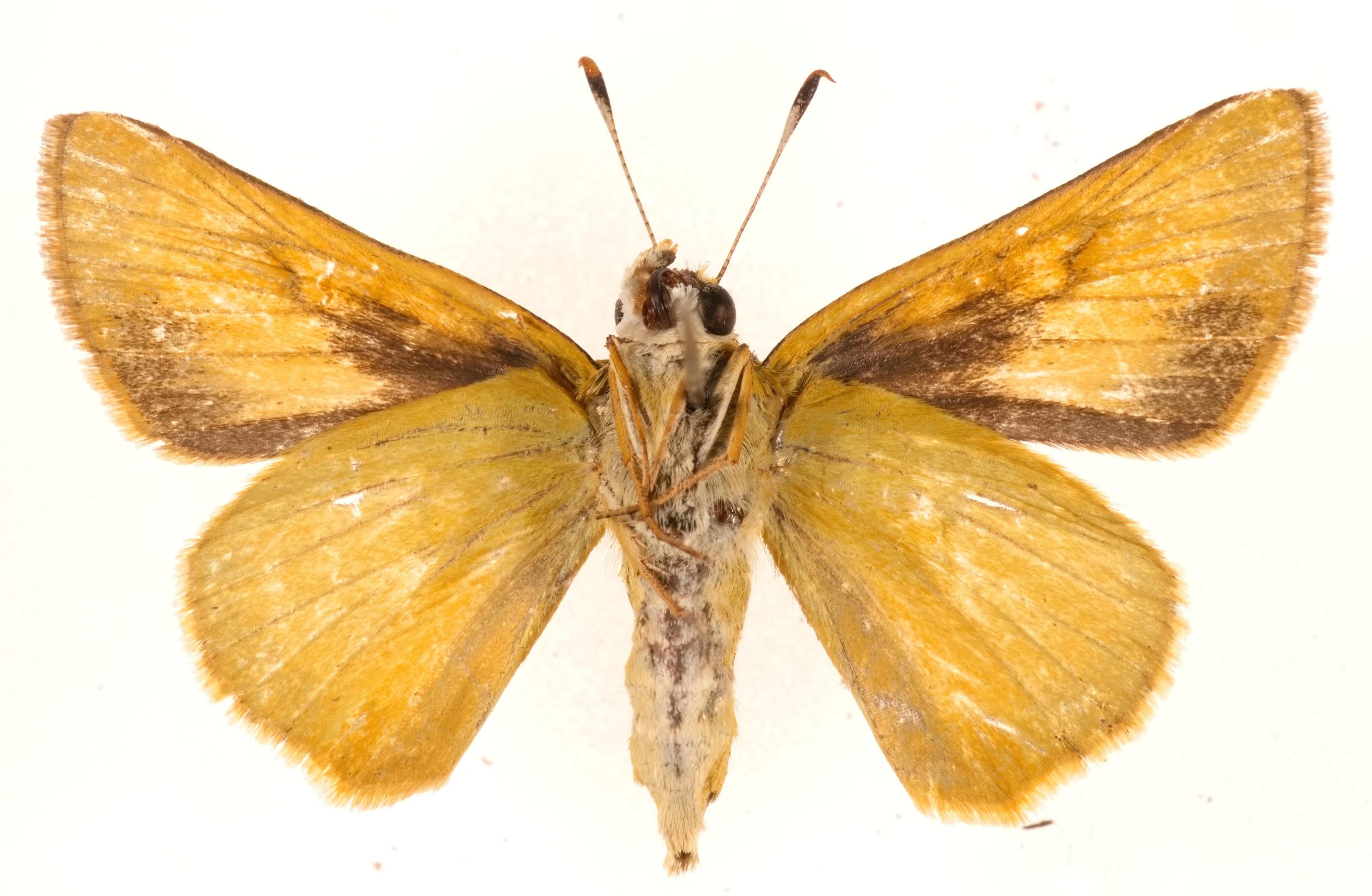 Species page: Delaware Skipper (Anatrytone logan) – Nebraska ...