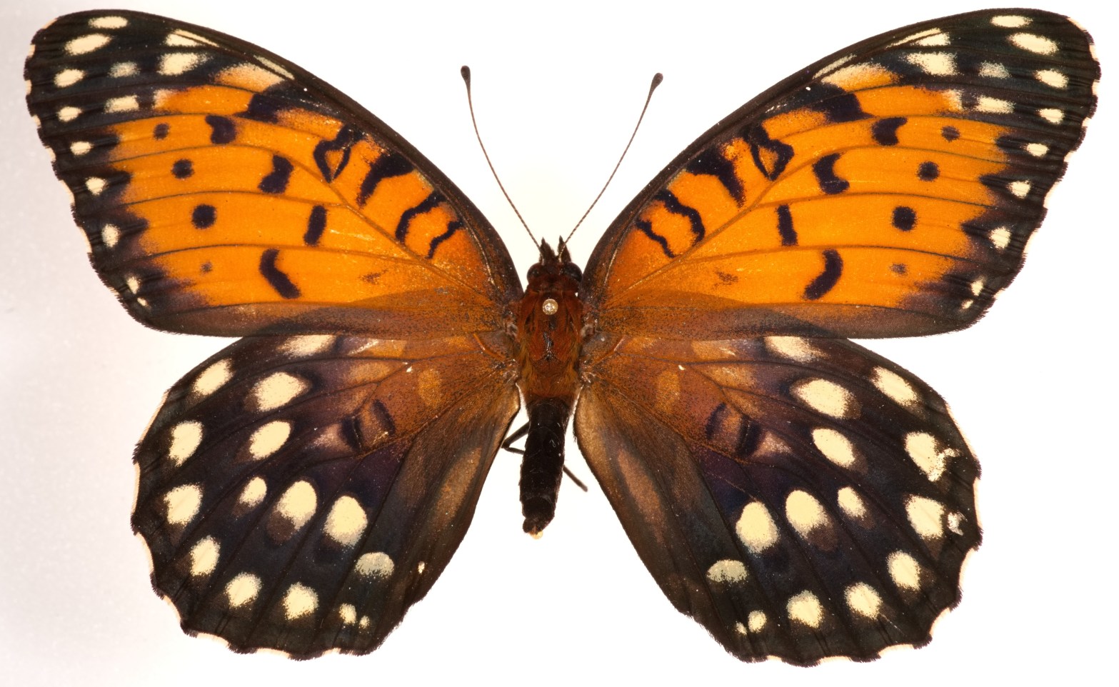 Species Page: Regal Fritillary (Argynnis idalia) – Nebraska Lepidoptera ...