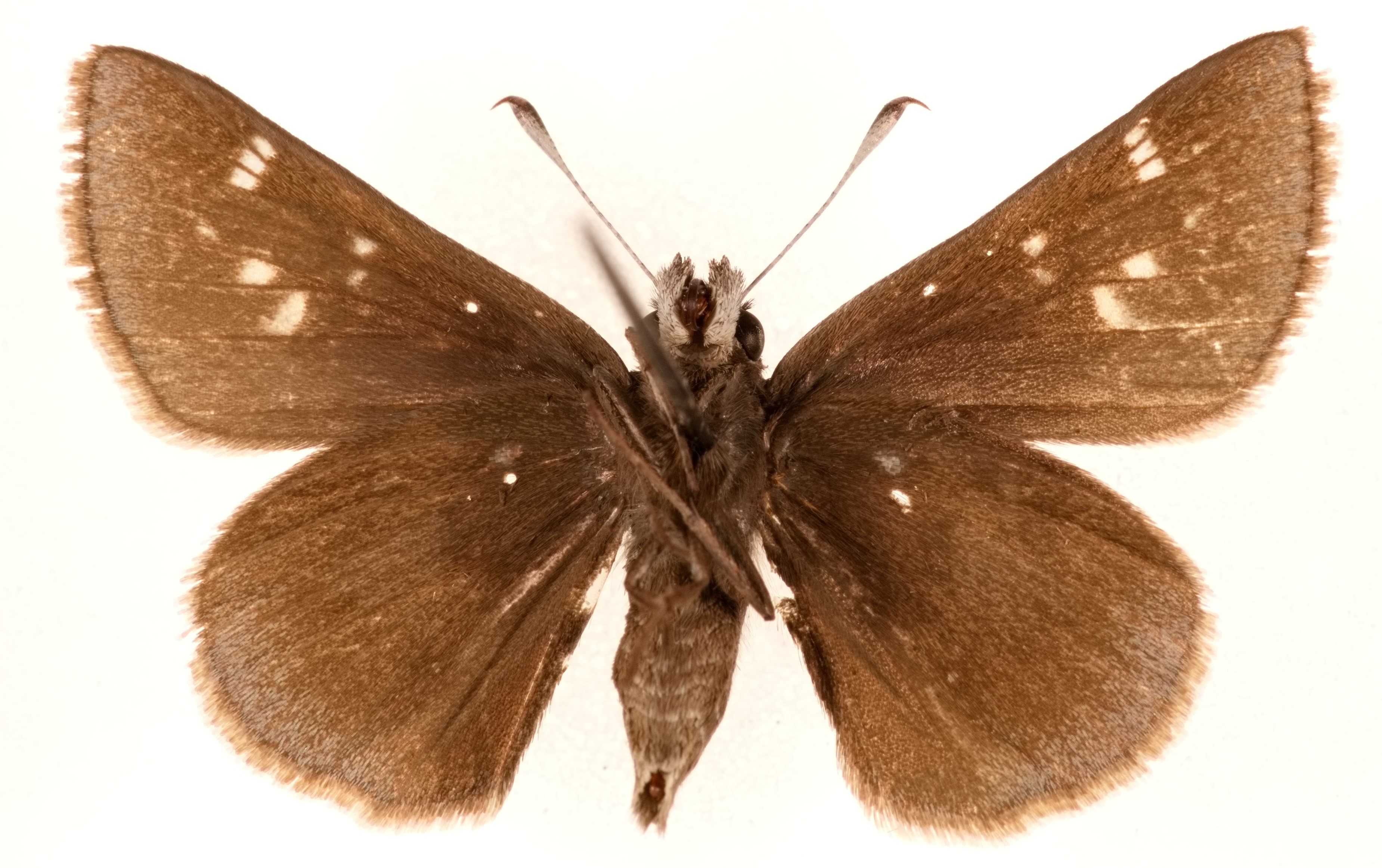 Species Page: Dusted Skipper (Atrytonopsis hianna) – Nebraska ...
