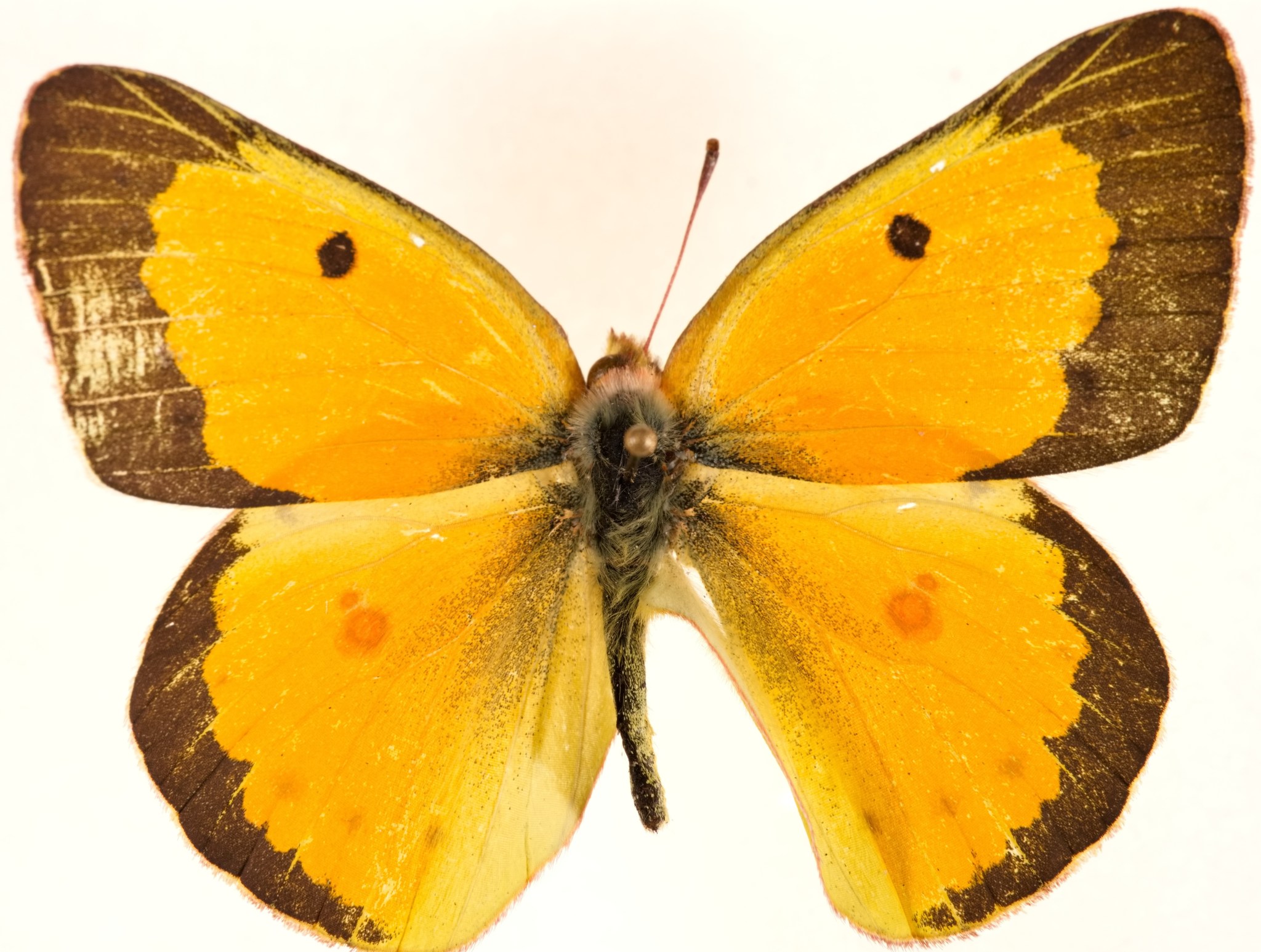 Species Page: Orange Sulphur (Colias eurytheme) – Nebraska Lepidoptera ...