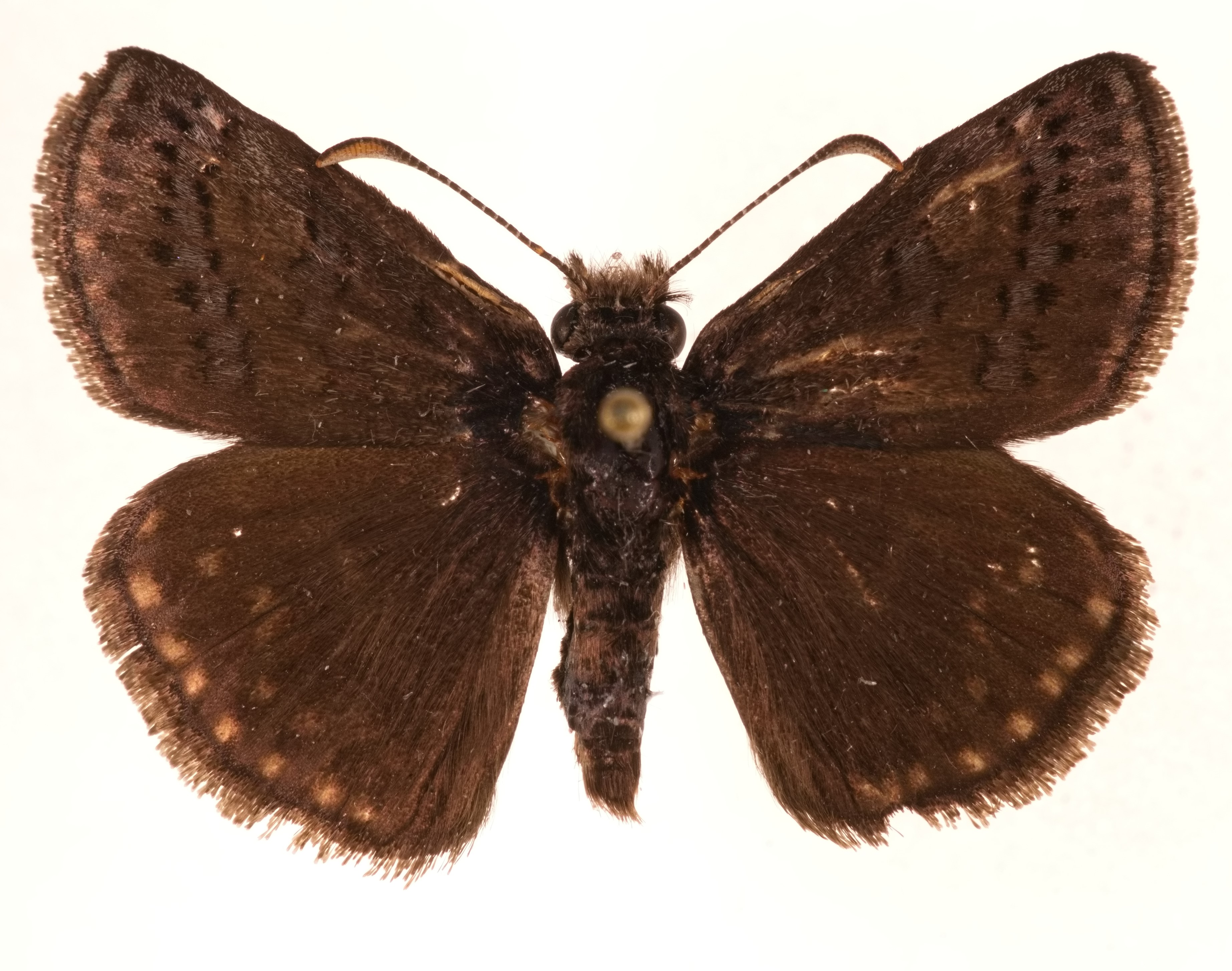 Species Page: Sleepy Duskywing (Erynnis brizo) – Nebraska Lepidoptera ...