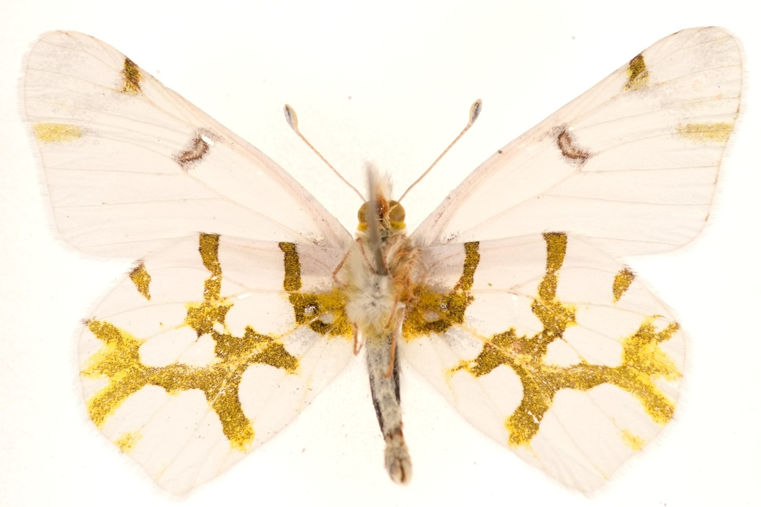 Species Page: Olympia Marble (Euchloe olympia) – Nebraska Lepidoptera ...