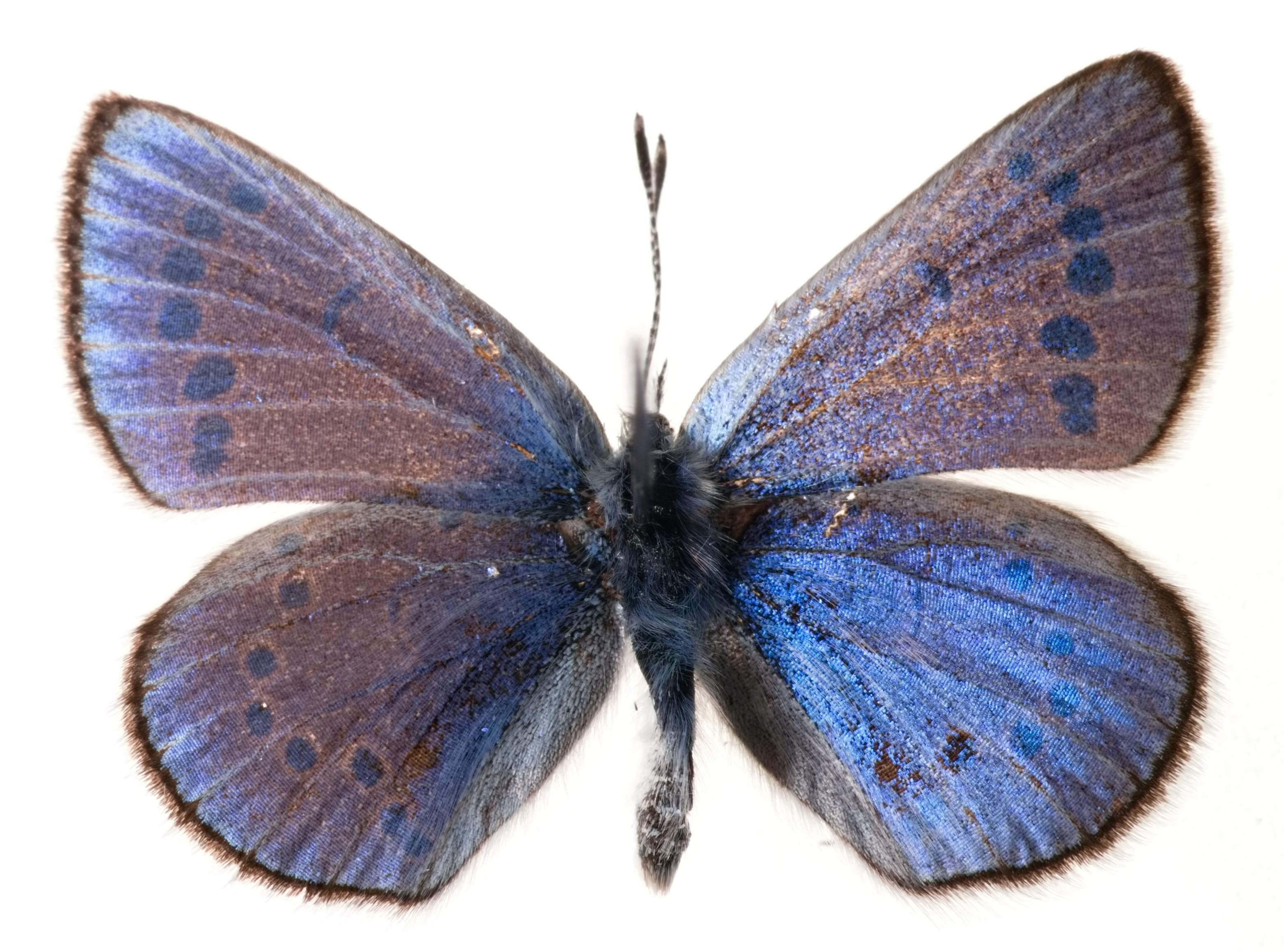 Species Page: Silvery Blue (Glaucopsyche lygdamus) – Nebraska ...